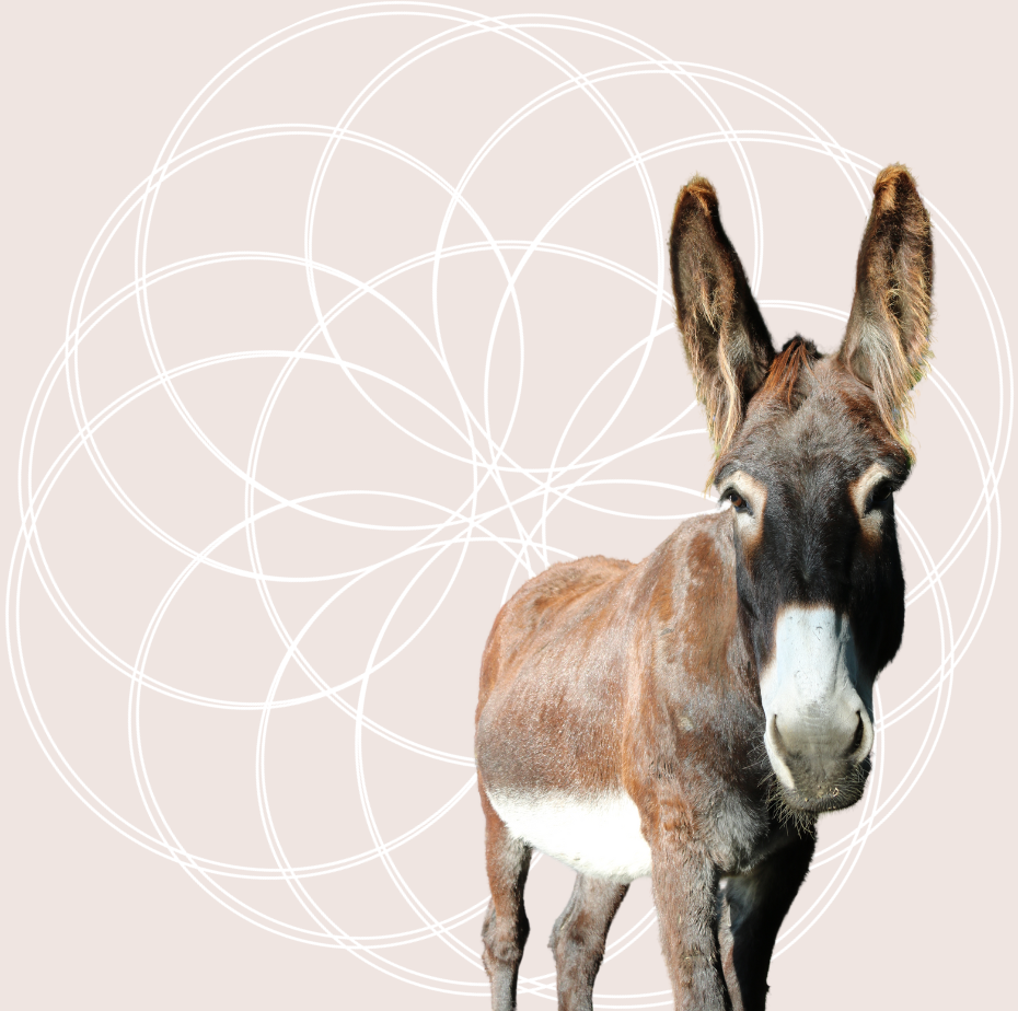 Buch – Animal Human Life